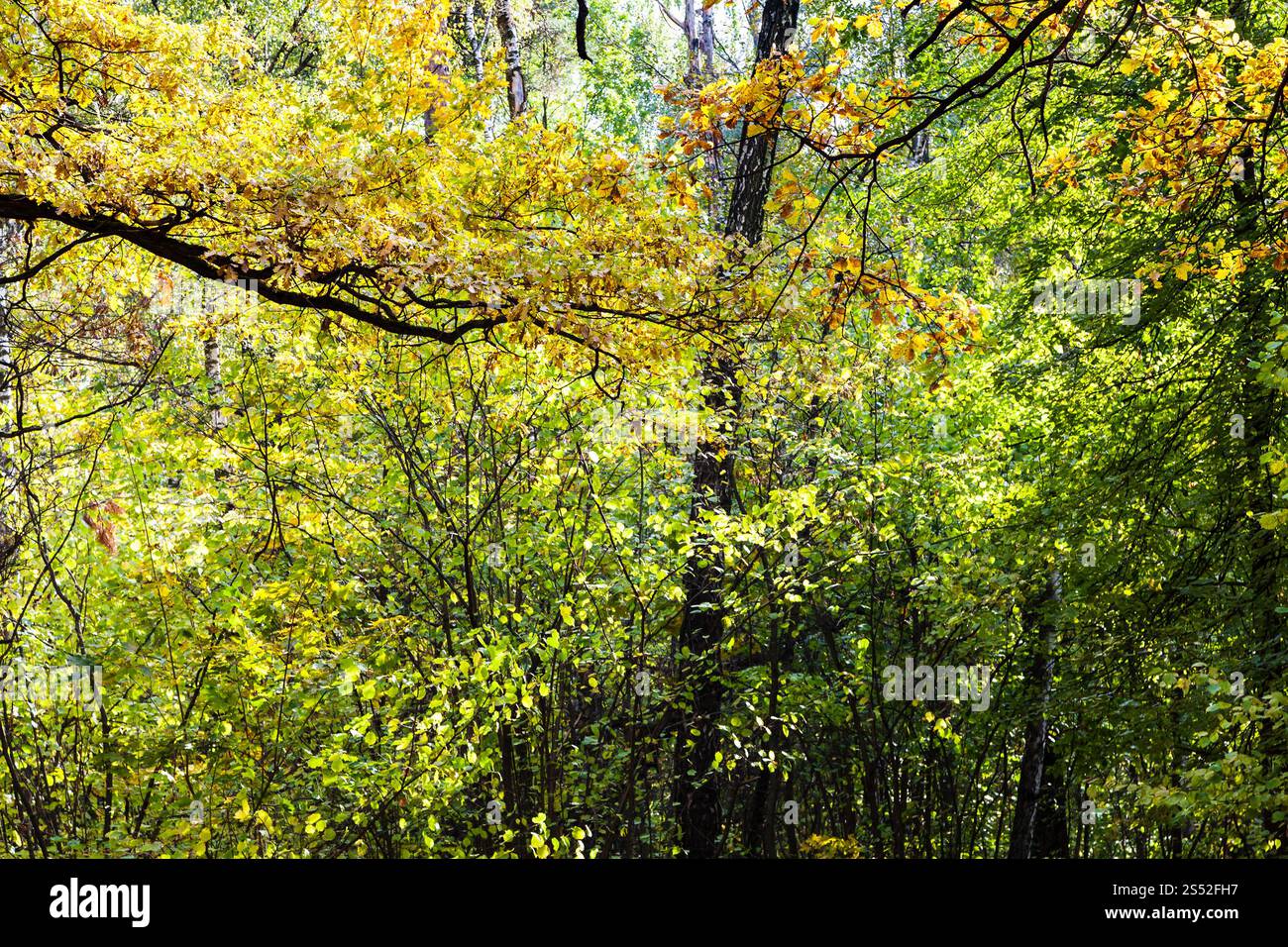 oak tree branch and dense forest of Timiryazevsky Park in sunny october ...