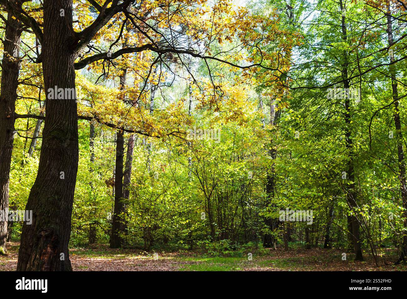 oak tree illuminated by sun on meadow in forest of Timiryazevsky Park ...