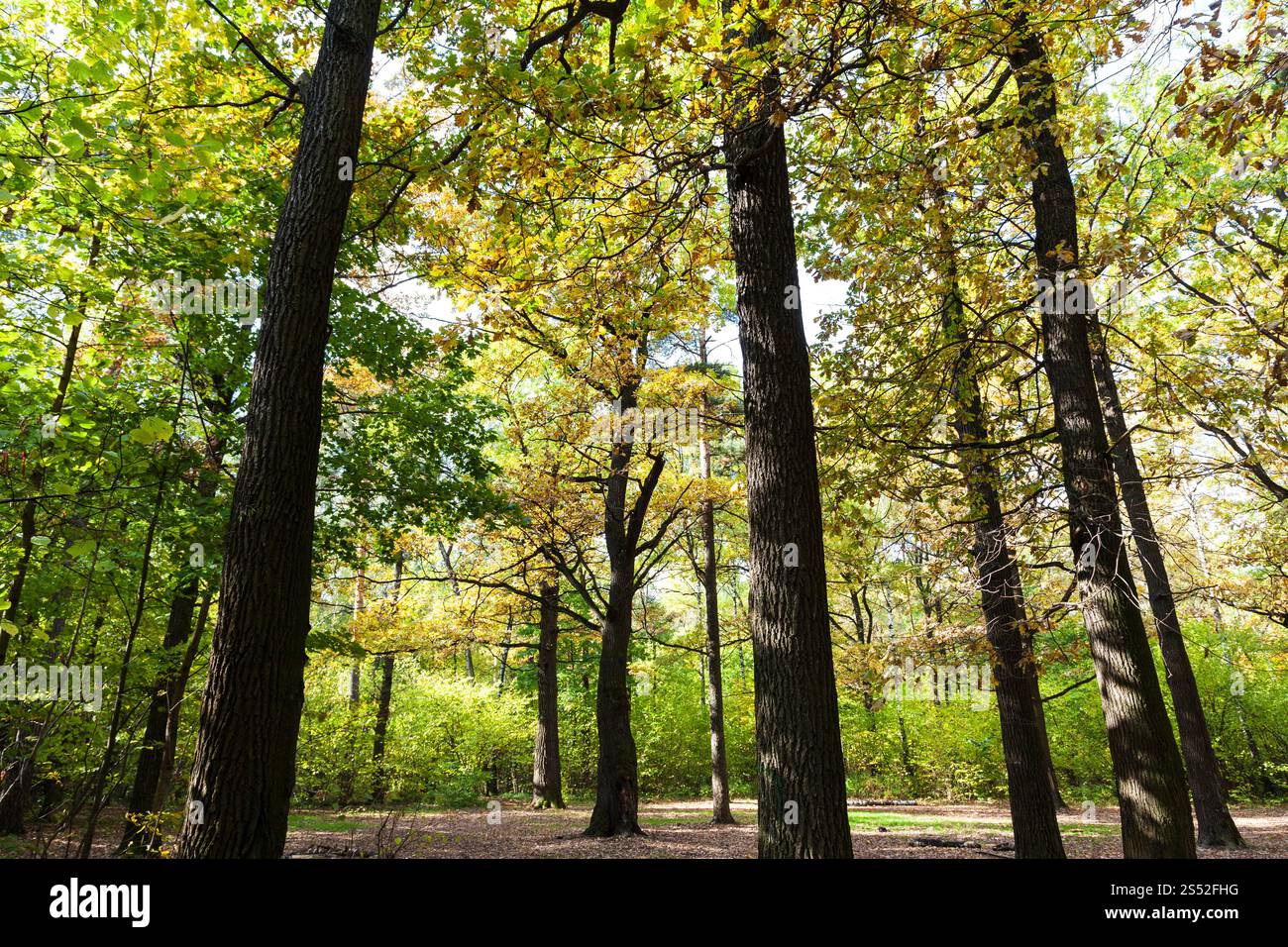 small oak grove in forest of Timiryazevsky Park in sunny october day ...