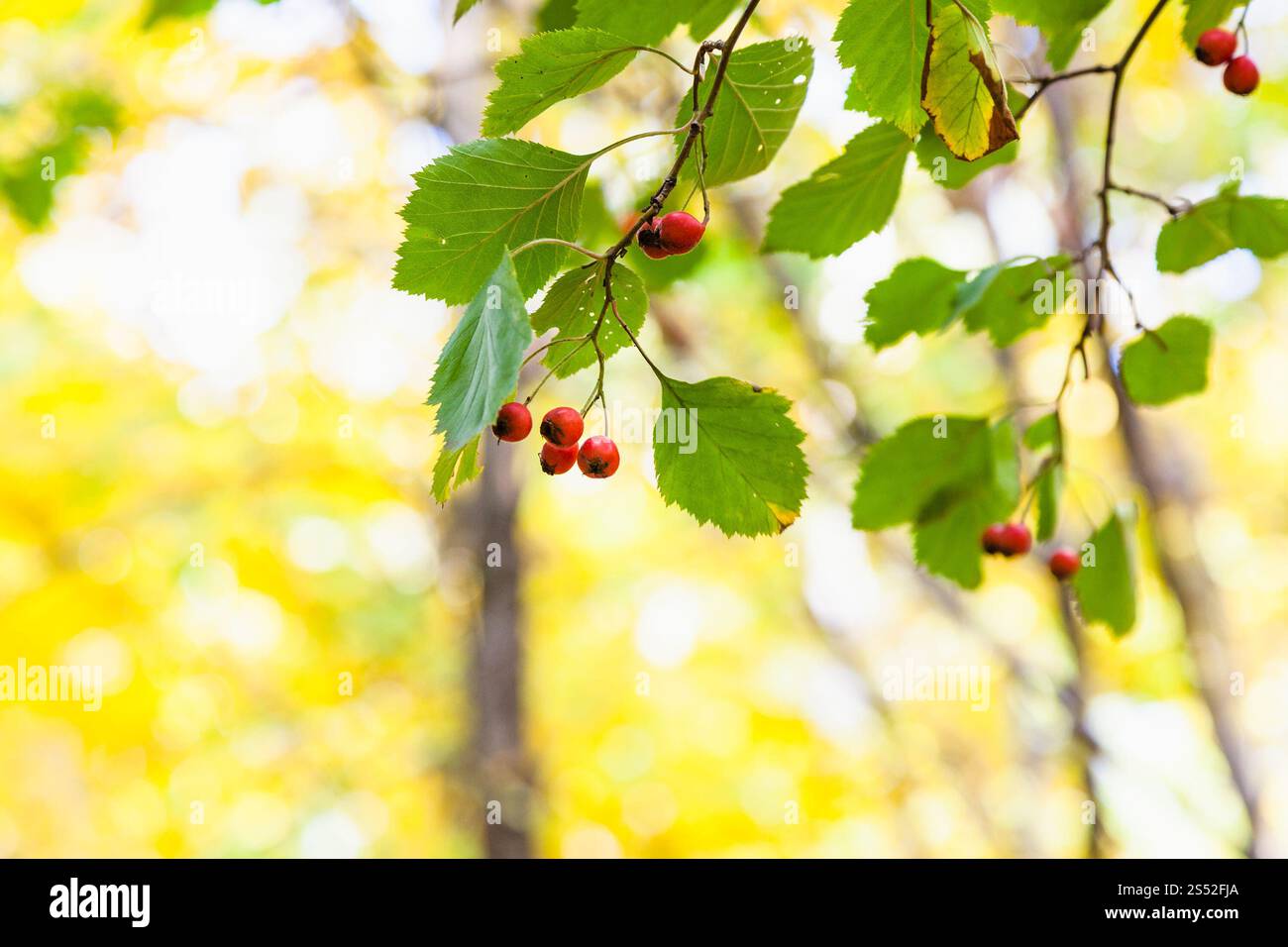 Hawthorn tree garden hi-res stock photography and images - Alamy