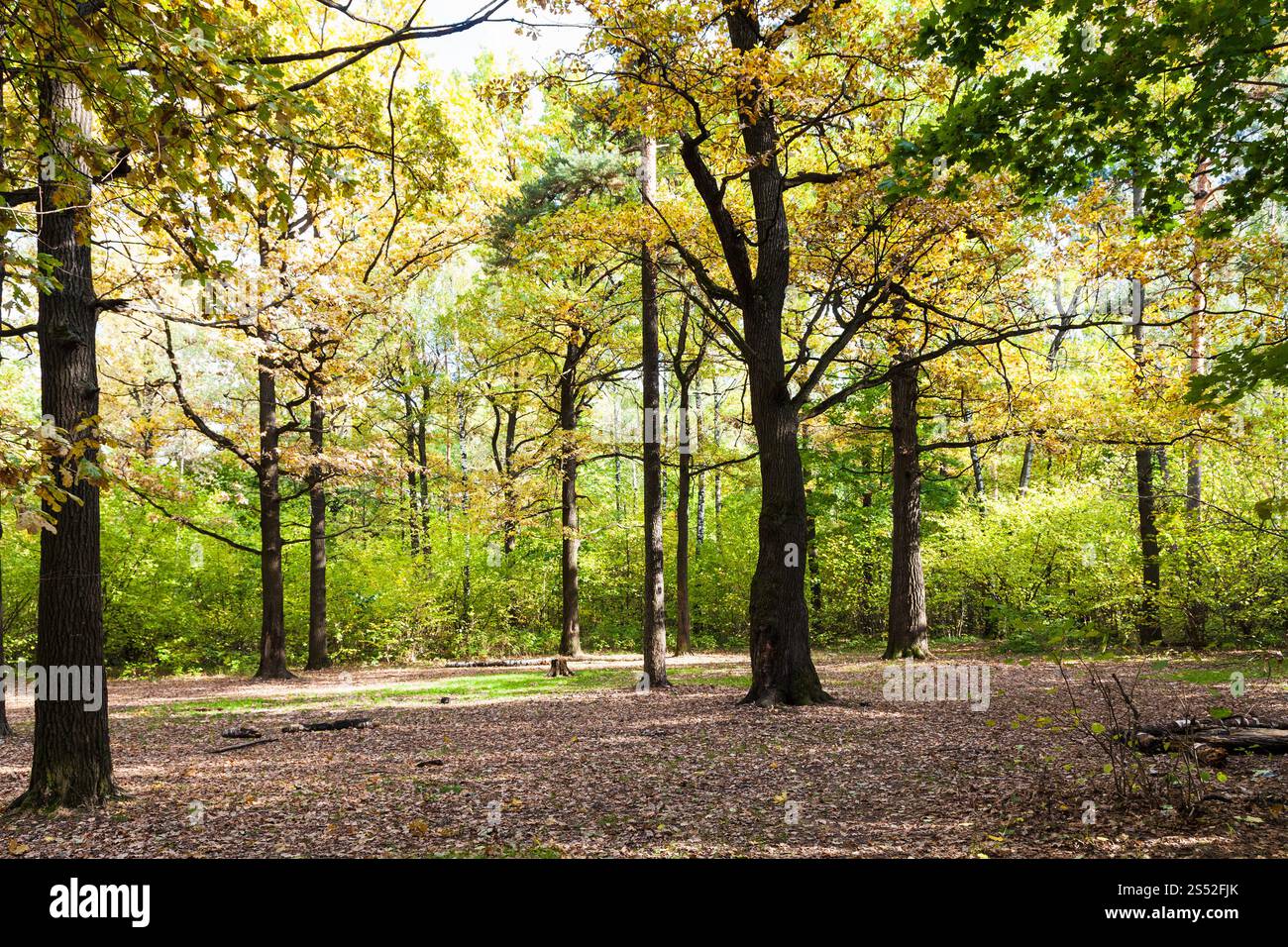 trees illuminated by sun on meadow in forest of Timiryazevsky Park in ...