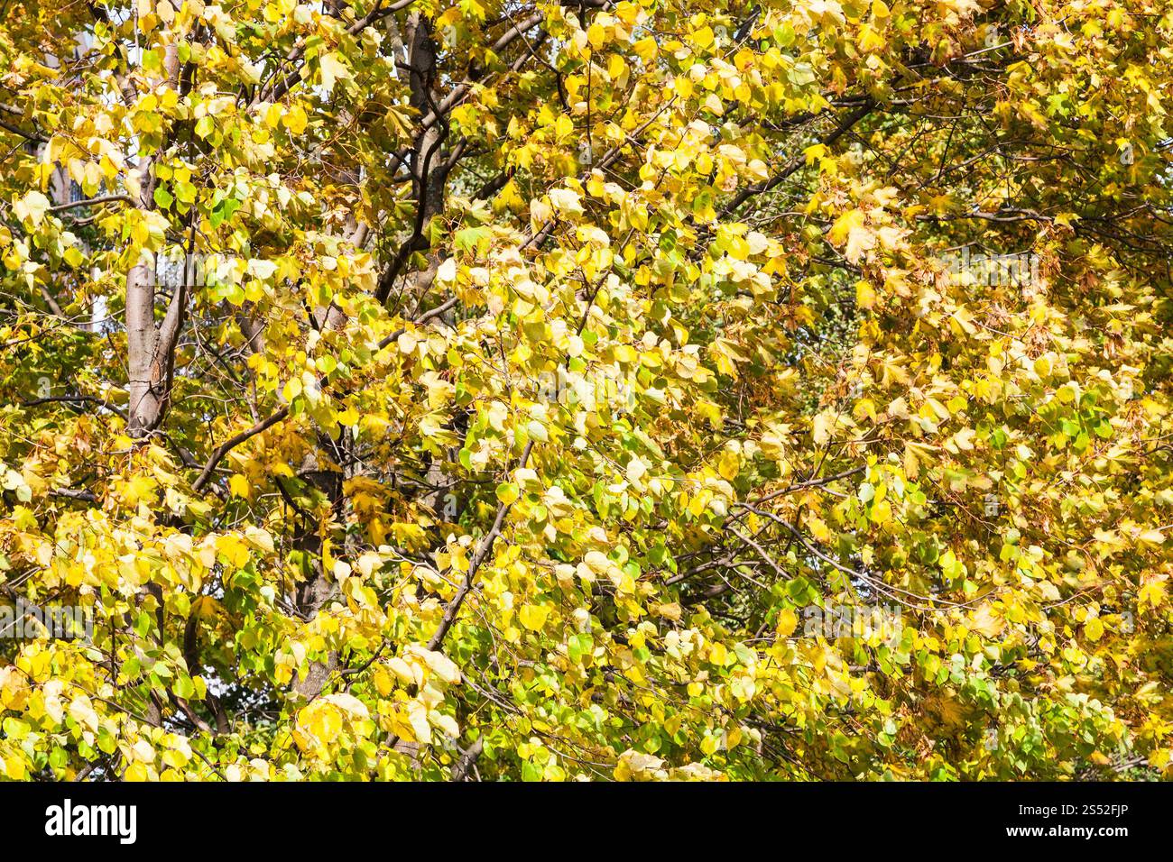 yellow leaves of birch tree swaying in the wind in forest of Timiryazevsky Park in sunny october ...