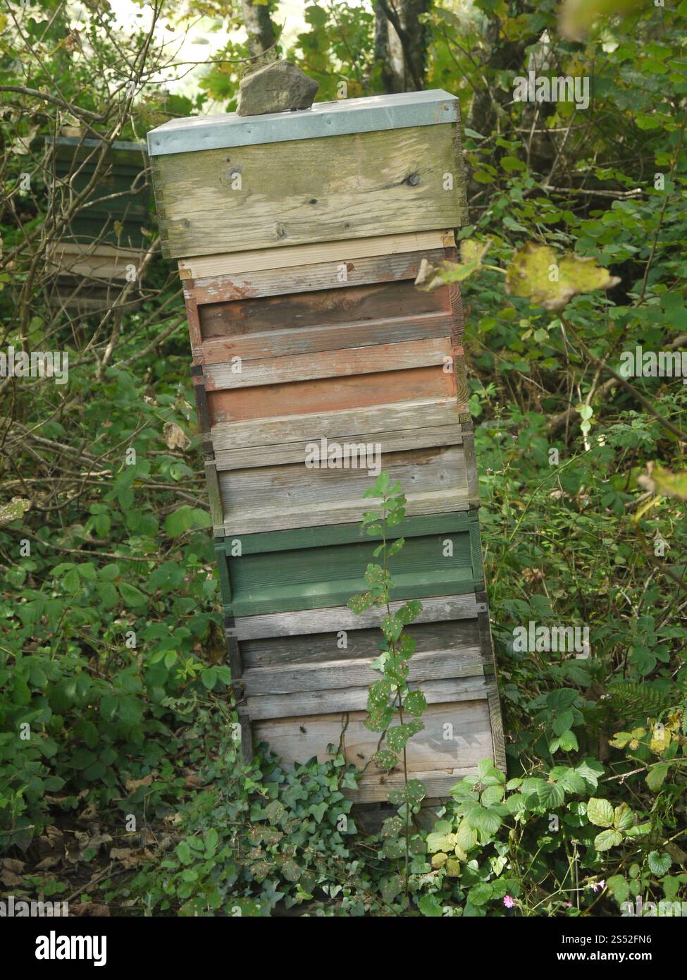 Leaning Tower of Beehive: an active modular wooden Langstroth hive ...