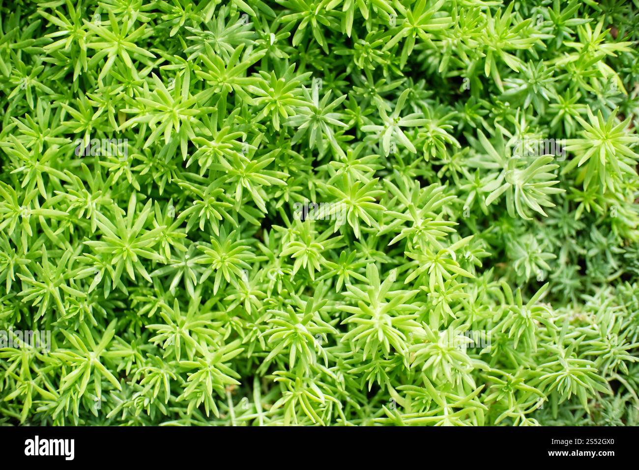Beautiful nature grass background hi-res stock photography and images ...