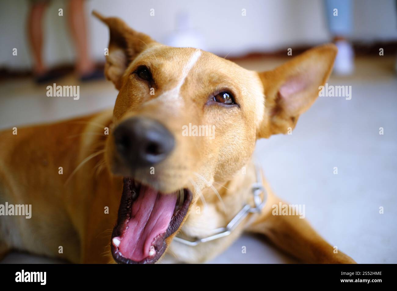Funny dog with smile Stock Photo - Alamy