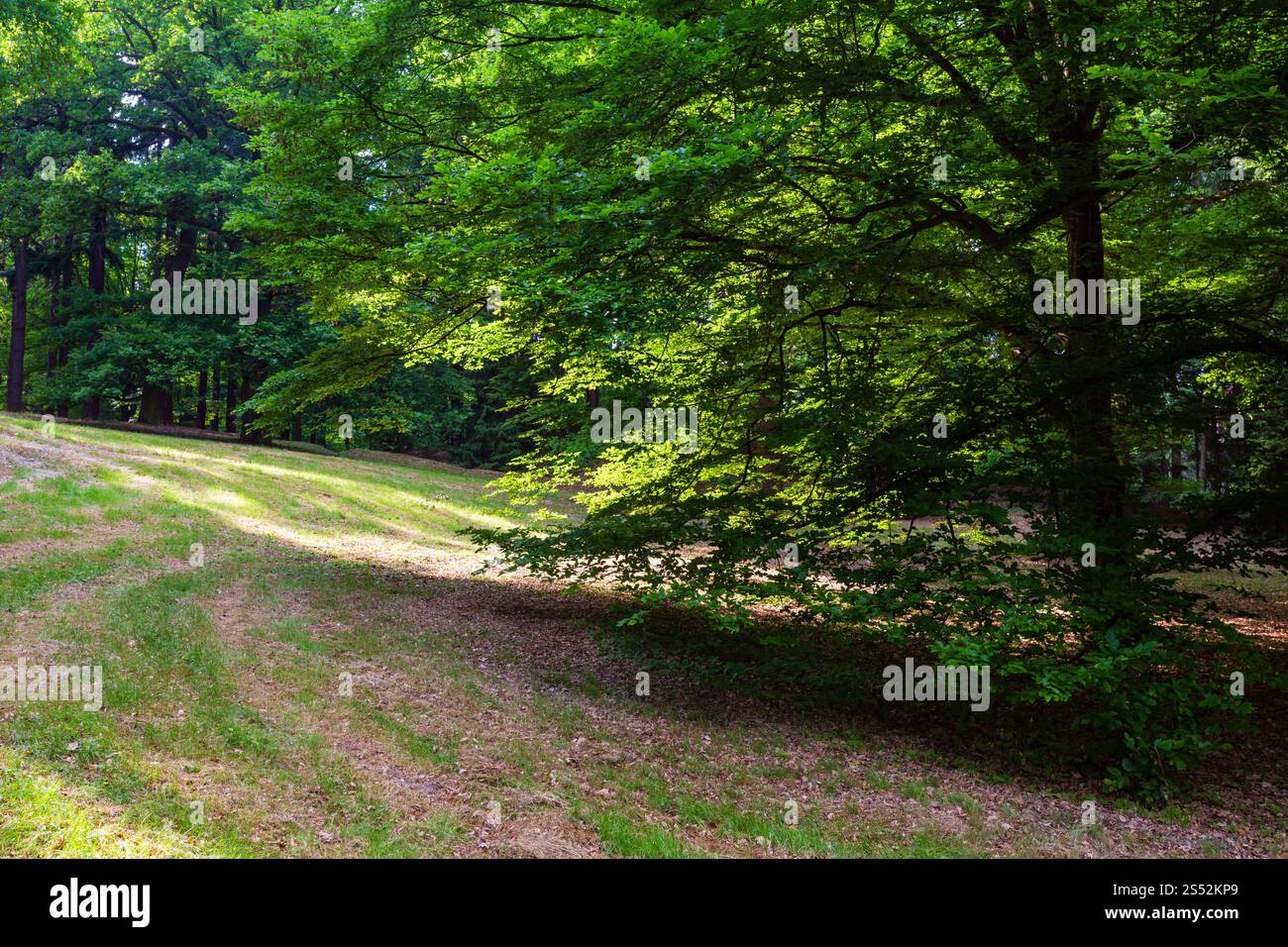 Beech tree on grass lawn hill in summer city park Stock Photo - Alamy