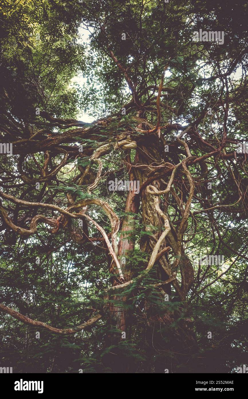 Fantasy tree with huge roots in nikko botanical garden hi-res stock photography and images - Alamy