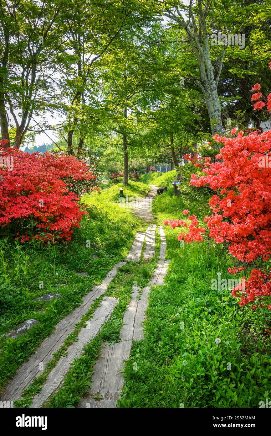 Sunny forest path around Chuzenji lake, Nikko, Japan. Forest path ...