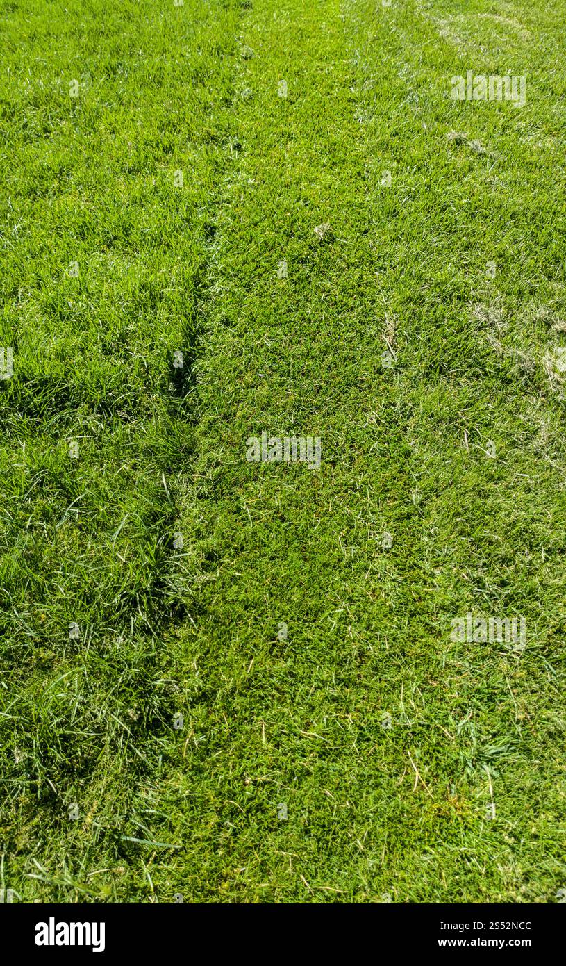 Trail left by a lawnmower on the yard. Lawn maintenance activities ...