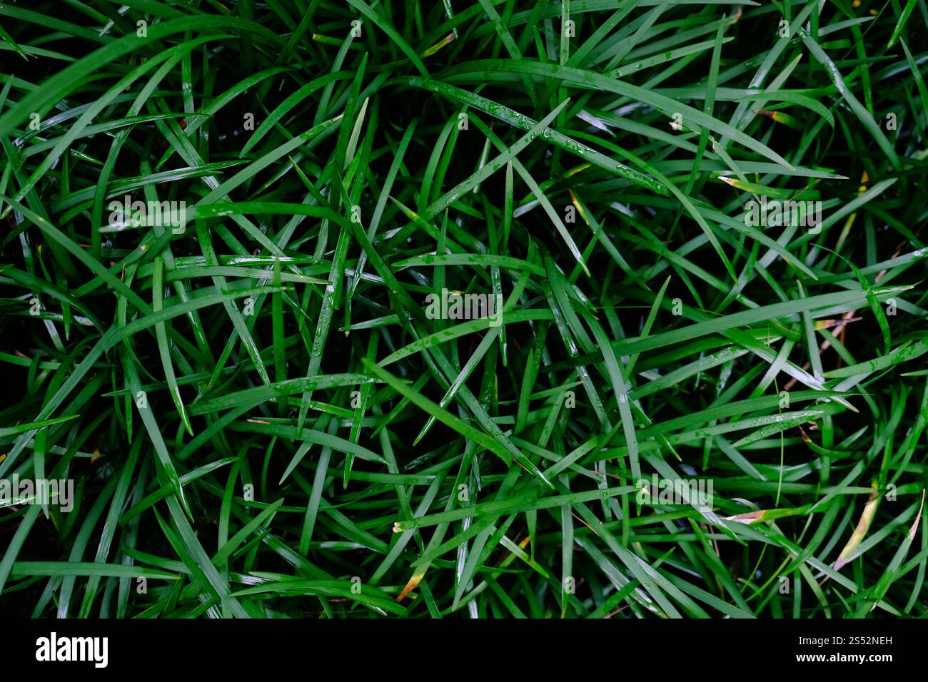 Field of fresh green lawn grass texture natural background Stock Photo ...