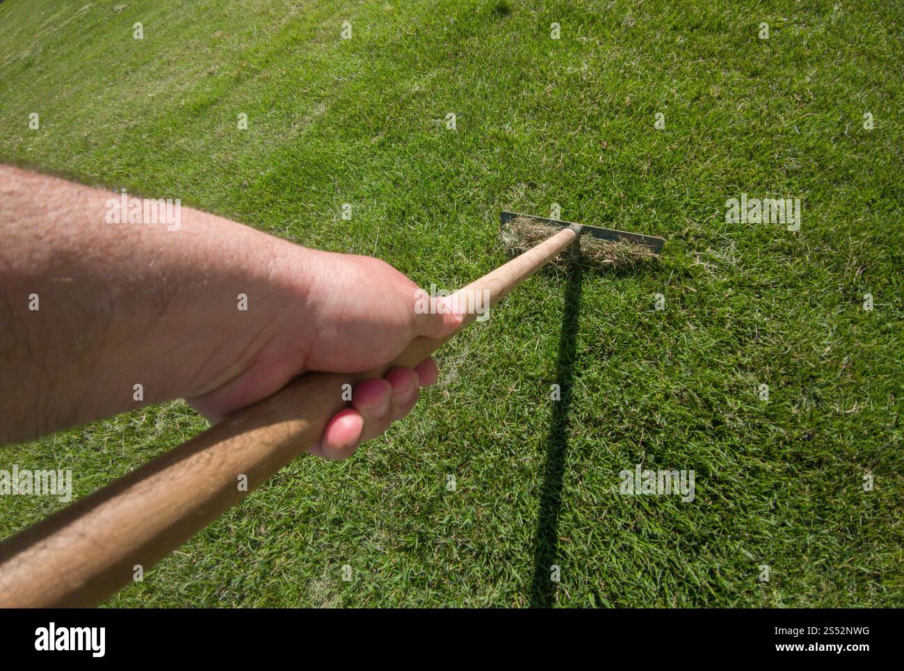 Raking grass waste after cutting the grass. Manual tools for lawn ...