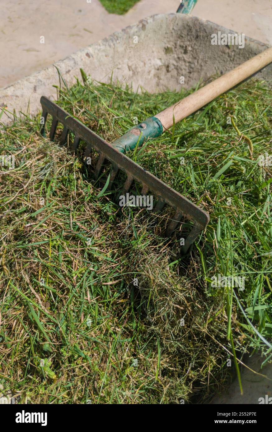 Wheelbarrow full of grass cuttings. Manual tools for lawn maintenance ...