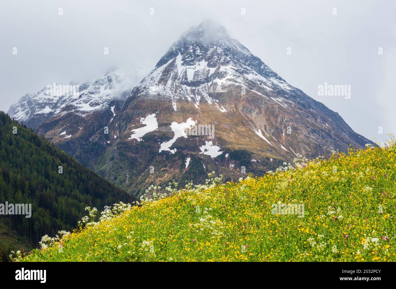 Summer Alps mountain landscape with blossoming slope (Silvretta Alps ...