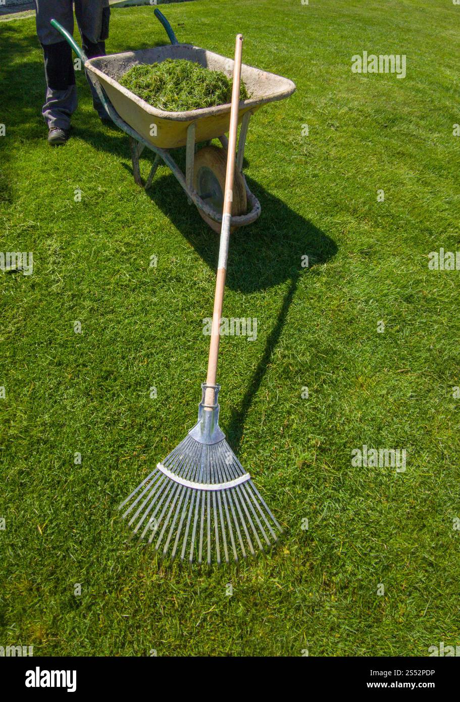 Wheelbarrow full of grass cuttings. Manual tools for lawn maintenance ...