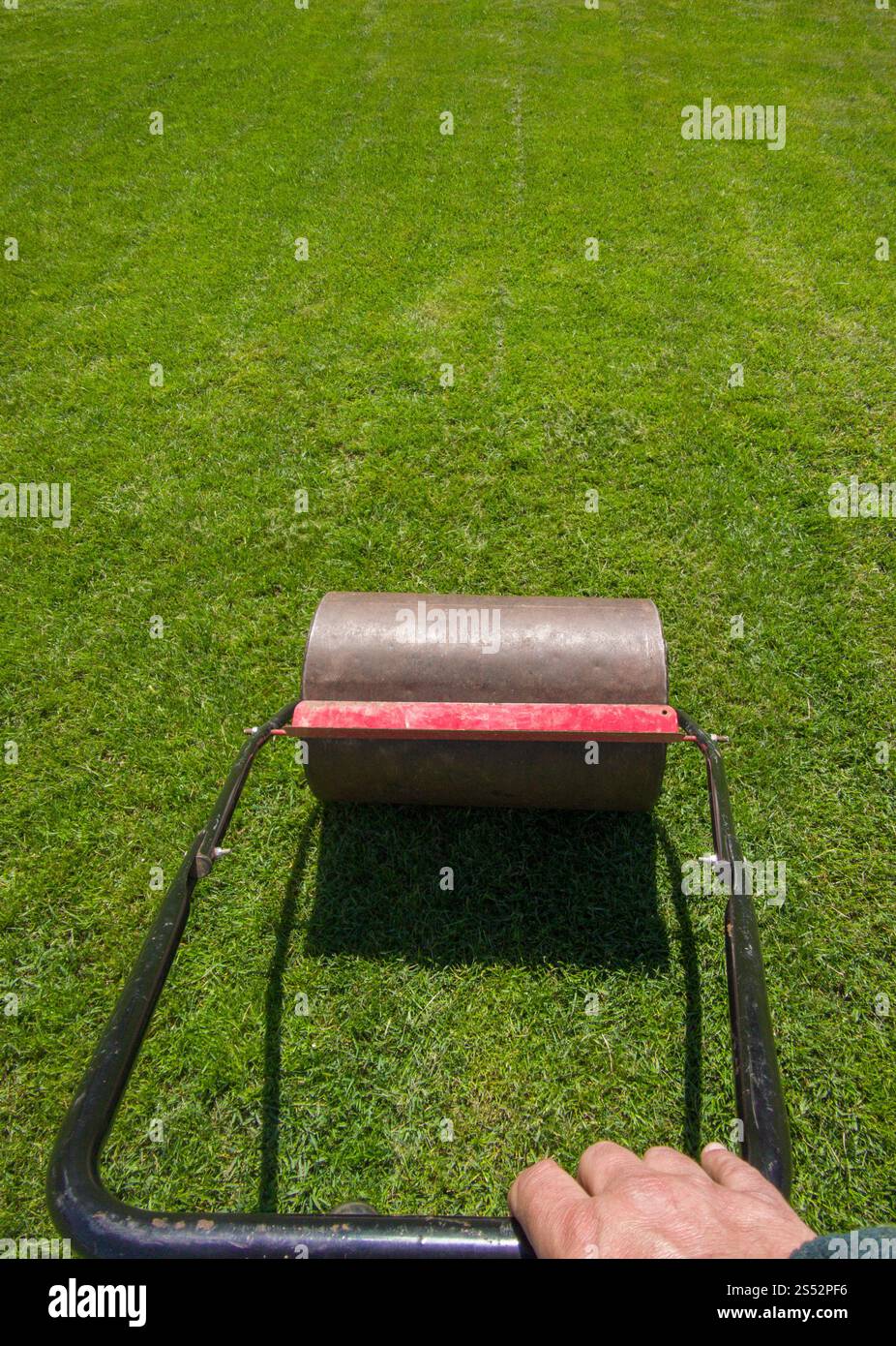 Lawn roller in action. Manual tools for lawn maintenance activities ...