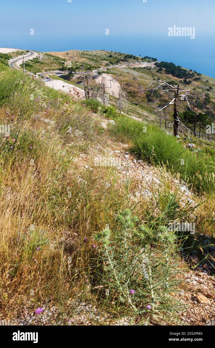 Summer Llogara pass view with dry trees and thistle on slope and sea ...