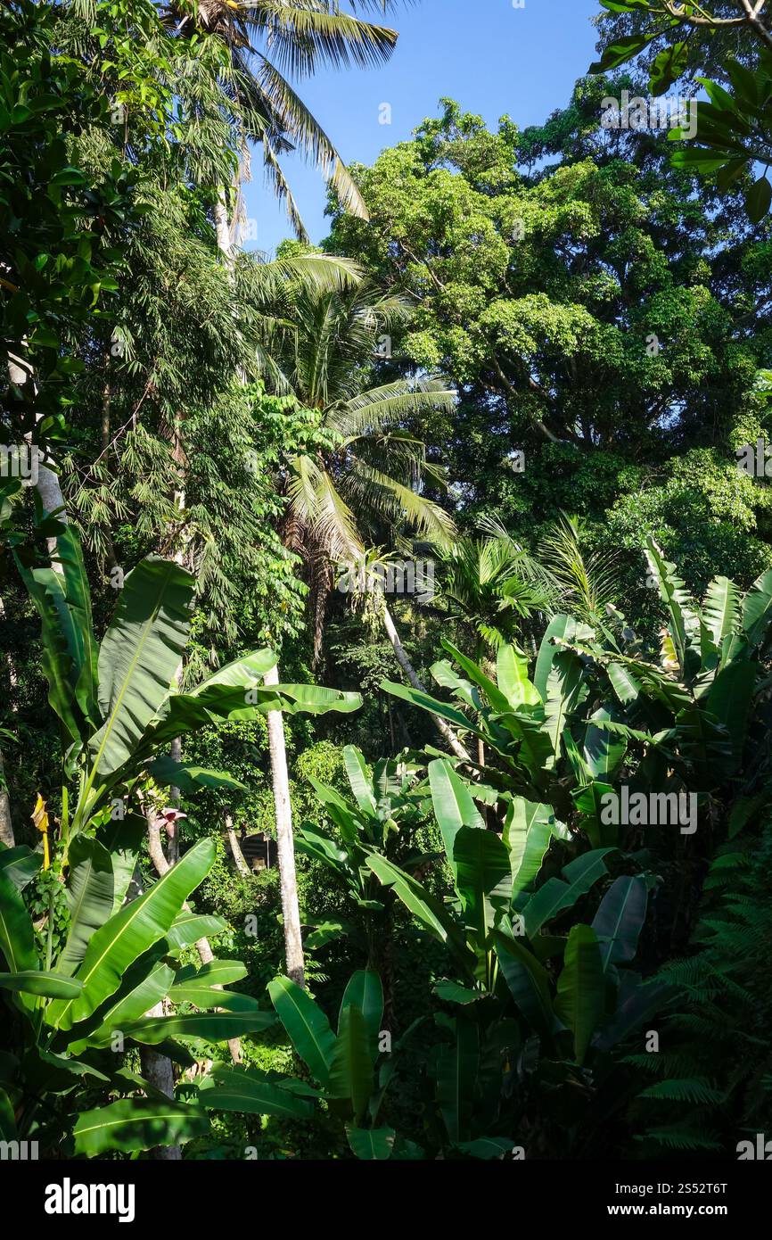 Jungle landscape in Goa Gajah elephant cave, Bedulu, Ubud, Bali ...