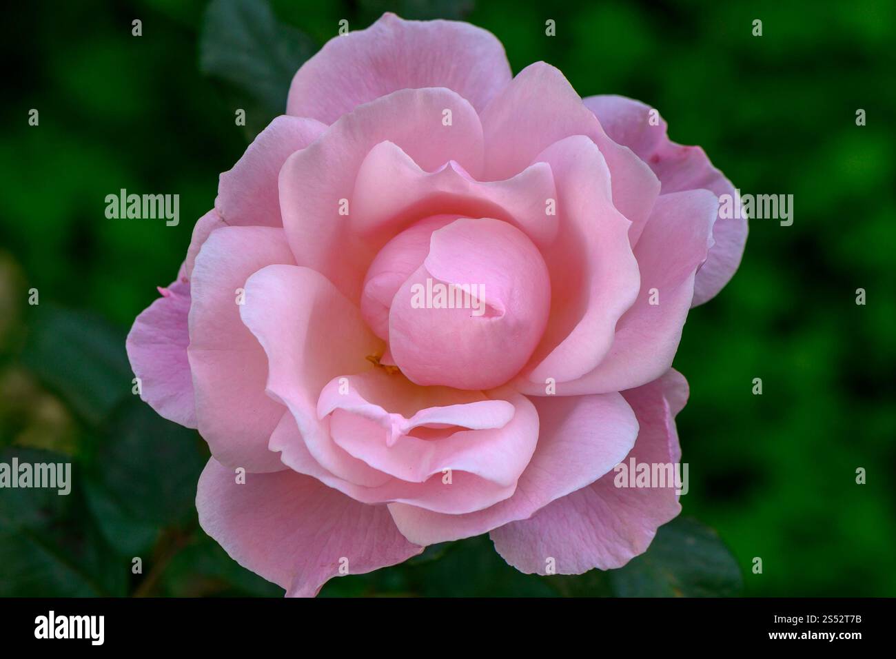 A vibrant pink rose opens its petals gracefully, capturing attention in ...