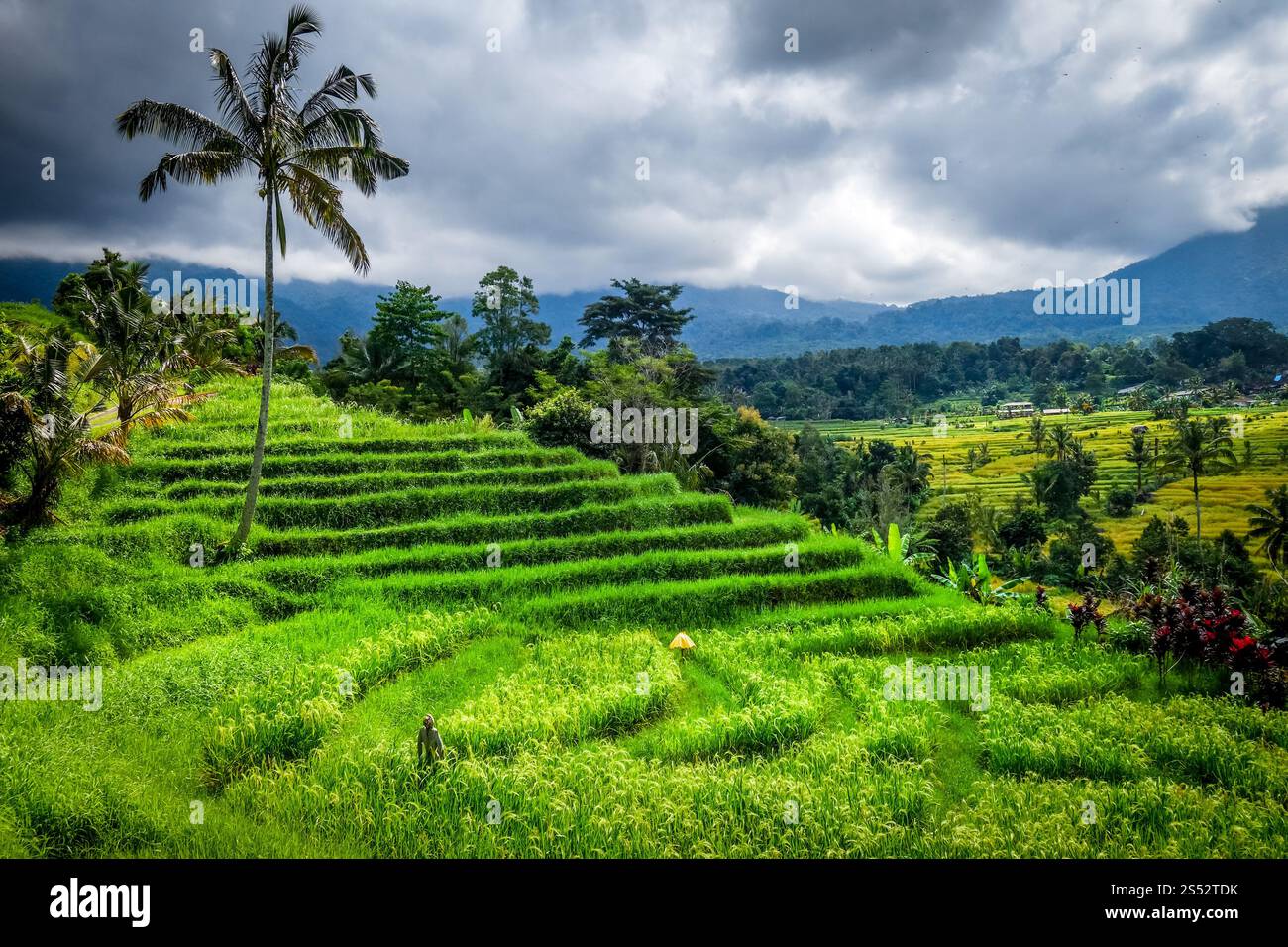 Jatiluwih paddy field rice terraces in Bali, Indonesia. Jatiluwih paddy ...