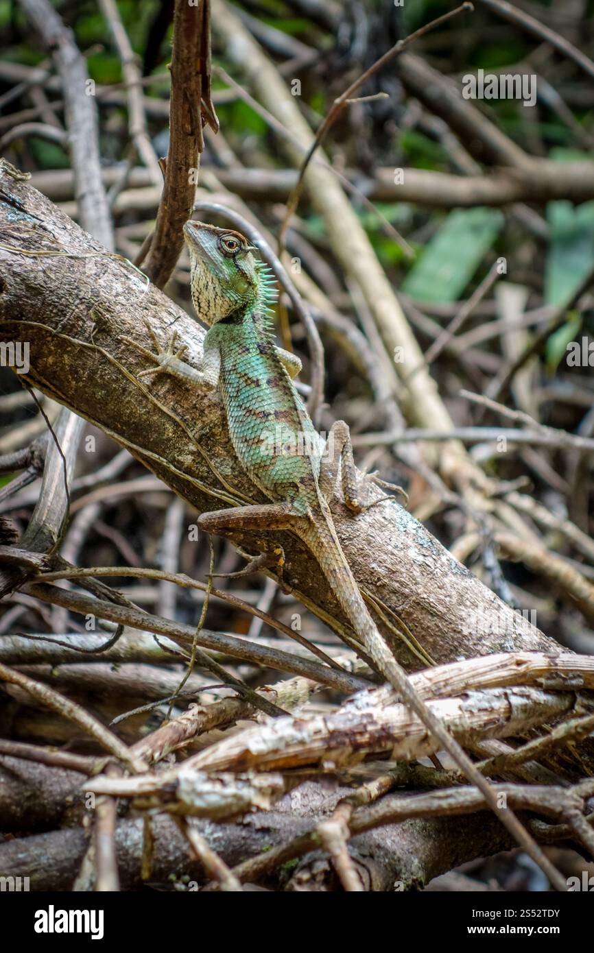 Crested Lizard in jungle, Khao Sok National Park, Thailand Stock Photo ...