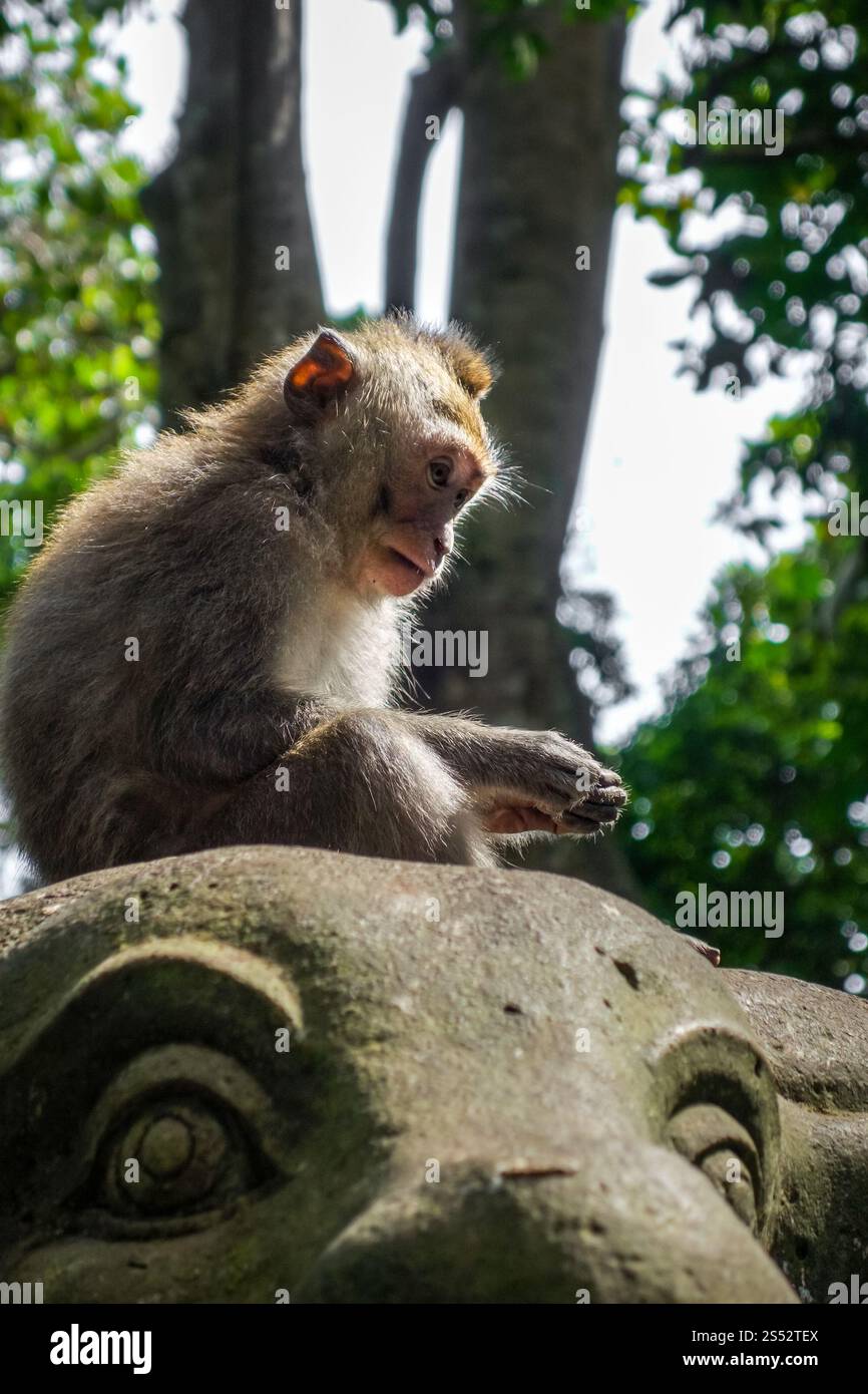 Monkey on a cow statue in the sacred Monkey Forest, Ubud, Bali ...