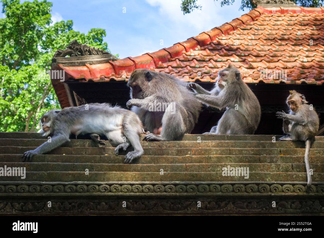 Monkeys on a temple roof in the sacred Monkey Forest, Ubud, Bali ...