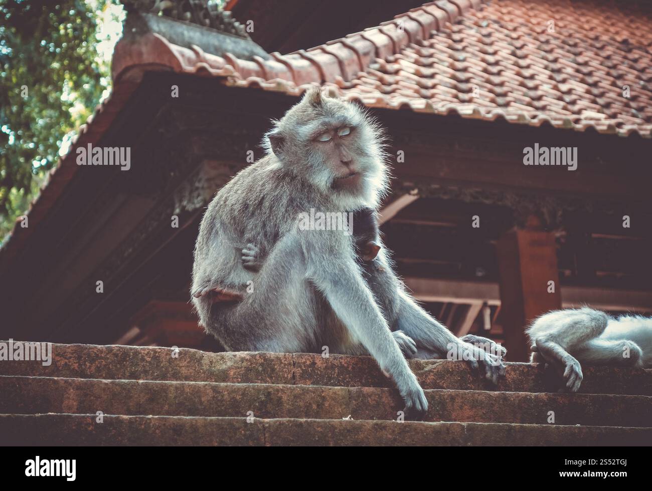 Monkeys on a temple roof in the sacred Monkey Forest, Ubud, Bali ...