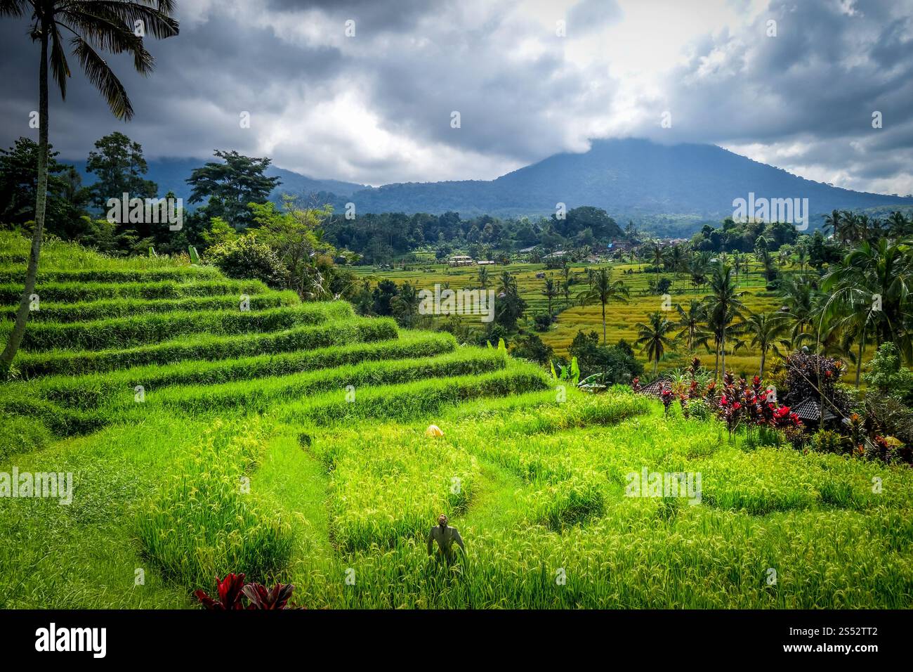Jatiluwih paddy field rice terraces in Bali, Indonesia. Jatiluwih paddy ...