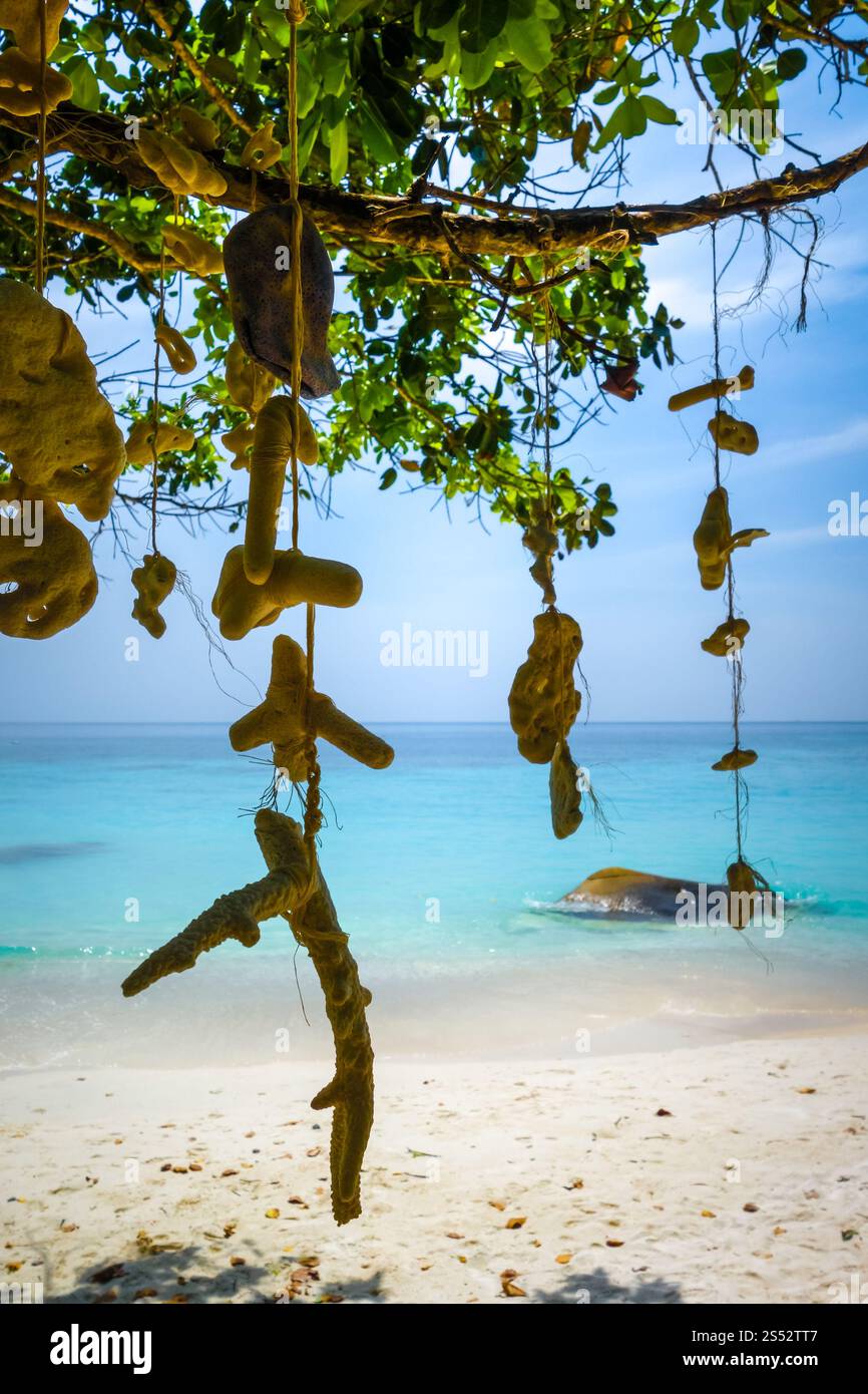 Hanging coral on Turtle Sanctuary Beach, Perhentian Islands, Terengganu ...
