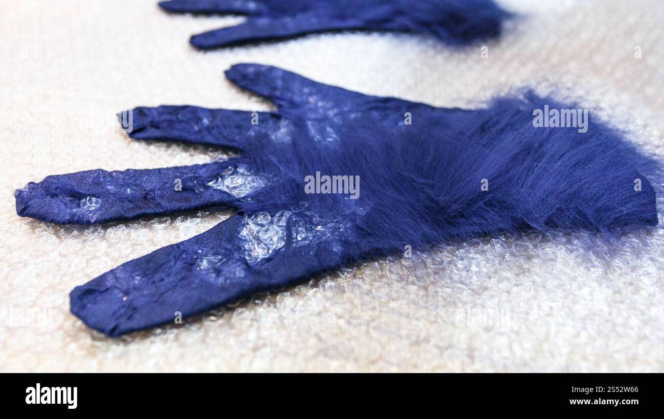 workshop of hand making a fleece gloves from blue Merino sheep wool ...