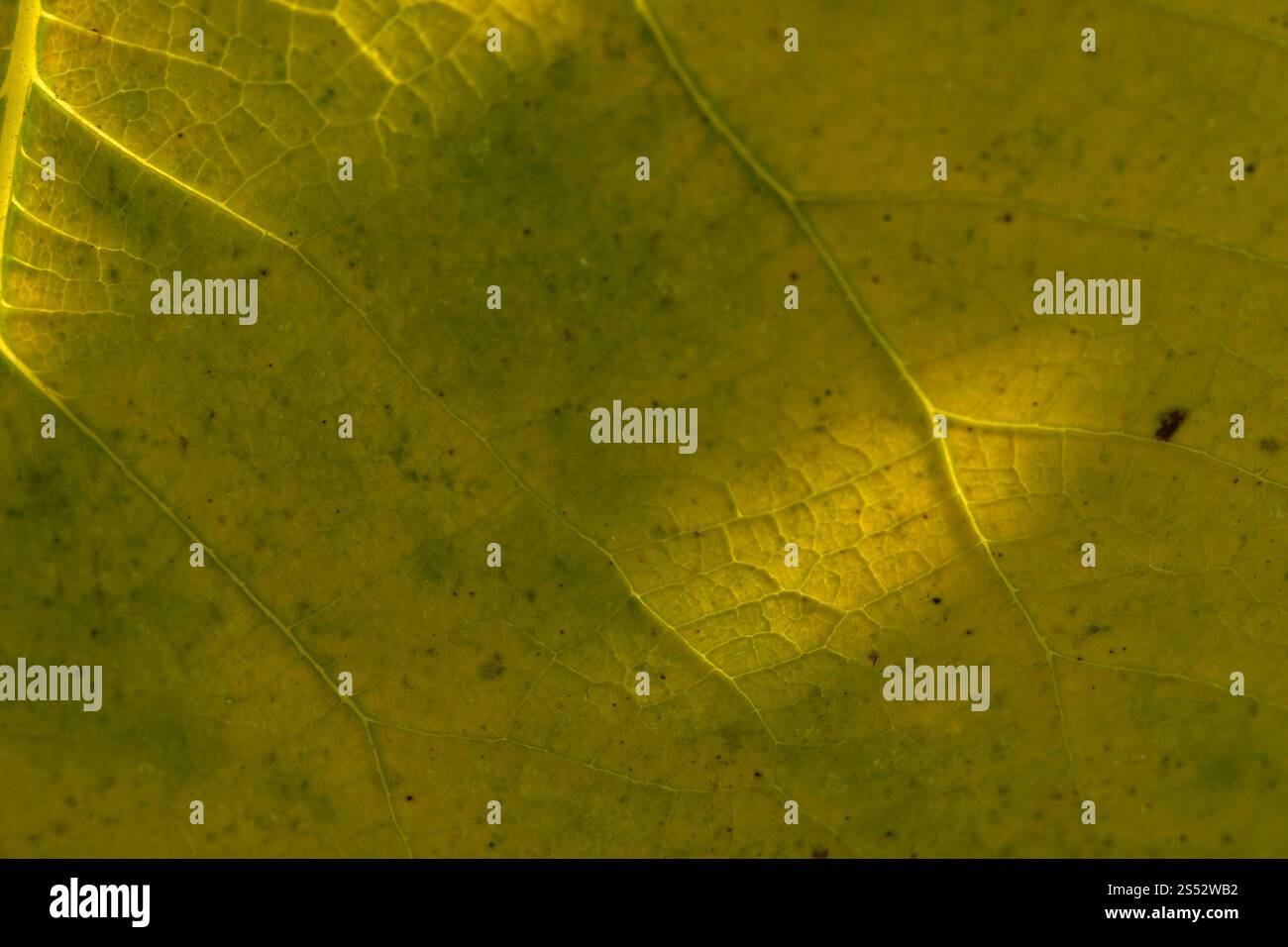 Subtle veins and textures emerge from a green leaf, illuminated by ...