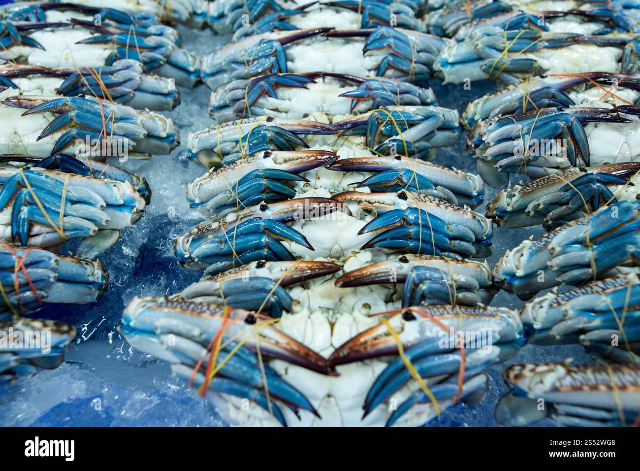 fresh crab at the seafood and fish market at the Naklua Fish Market in ...
