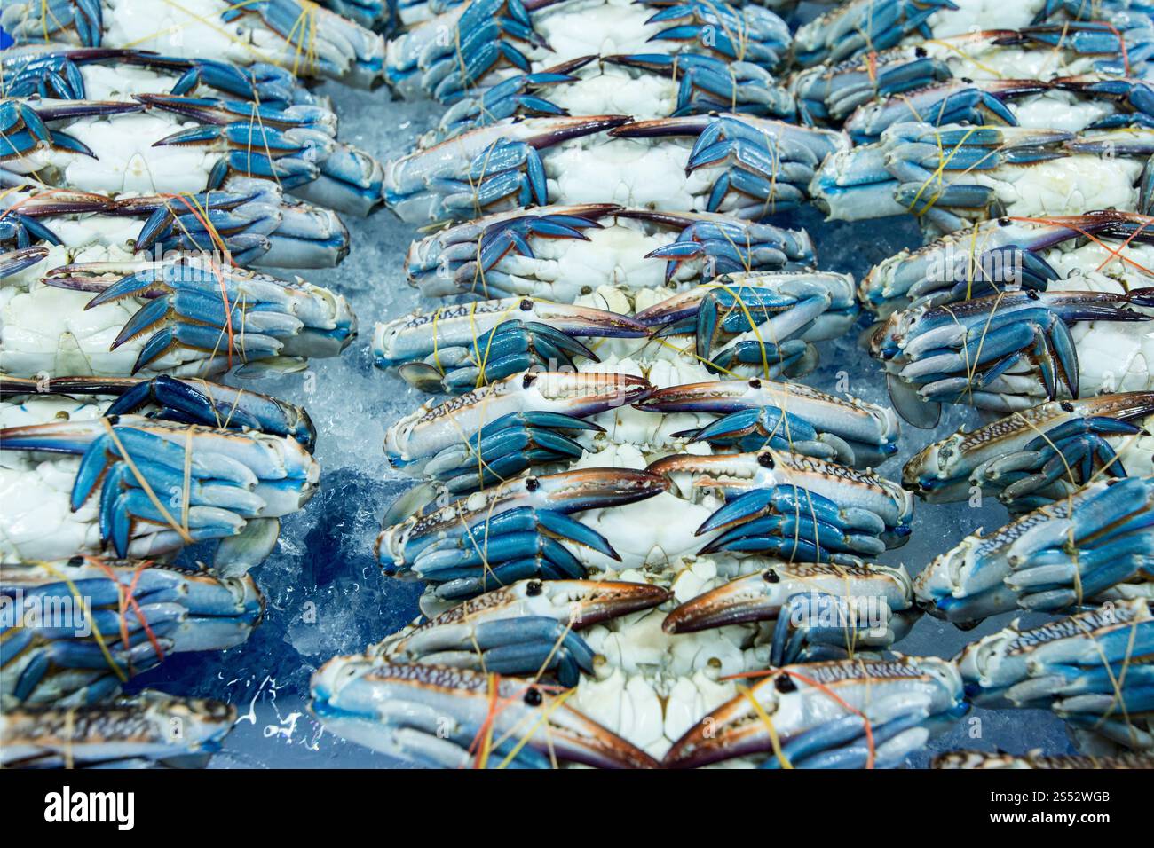 fresh crab at the seafood and fish market at the Naklua Fish Market in ...