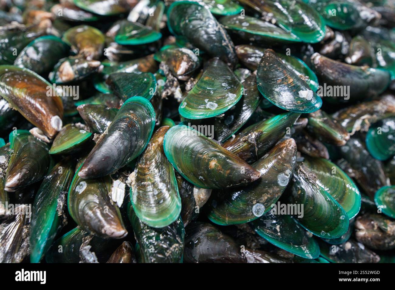 fresh mussel at the seafood and fish market at the Naklua Fish Market ...