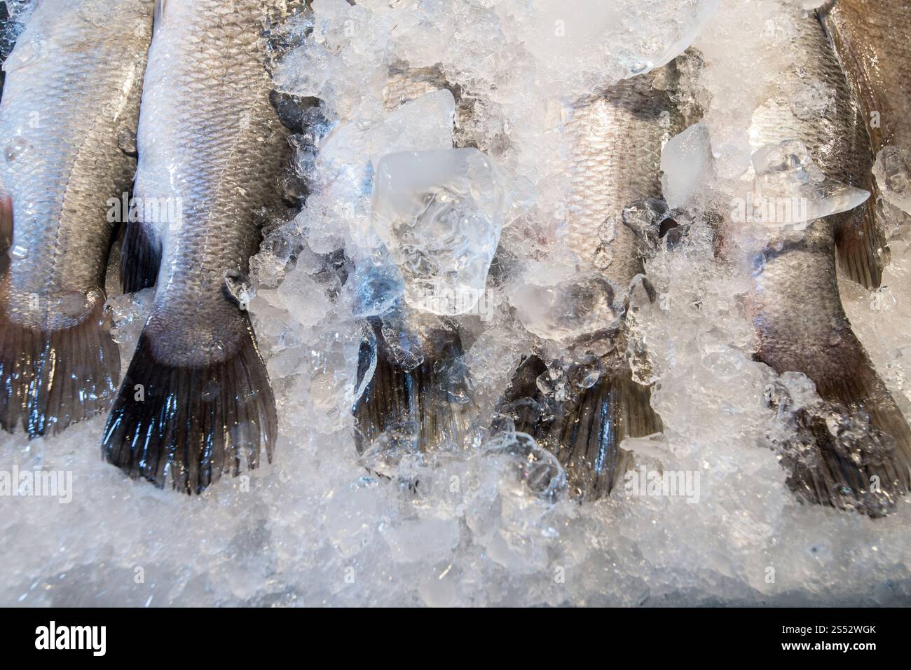 fresh fish at the seafood and fish market at the Naklua Fish Market in ...