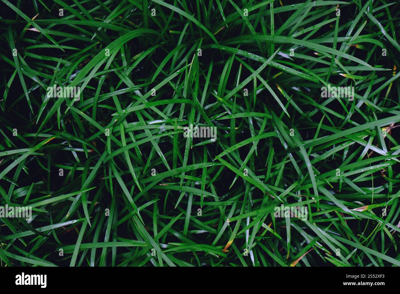 Field of fresh green lawn grass texture natural background Stock Photo ...