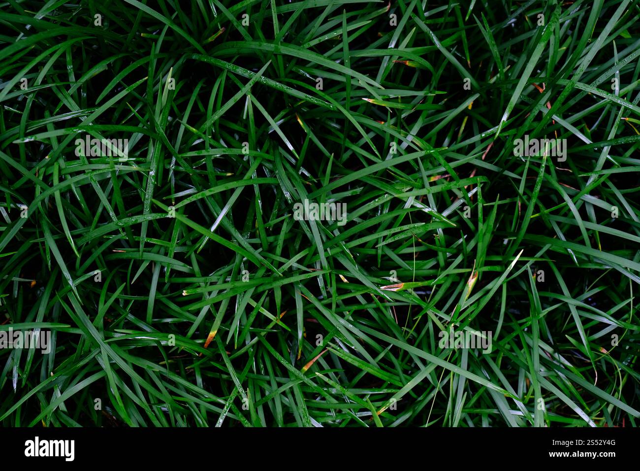 Field of fresh green lawn grass texture natural background Stock Photo ...