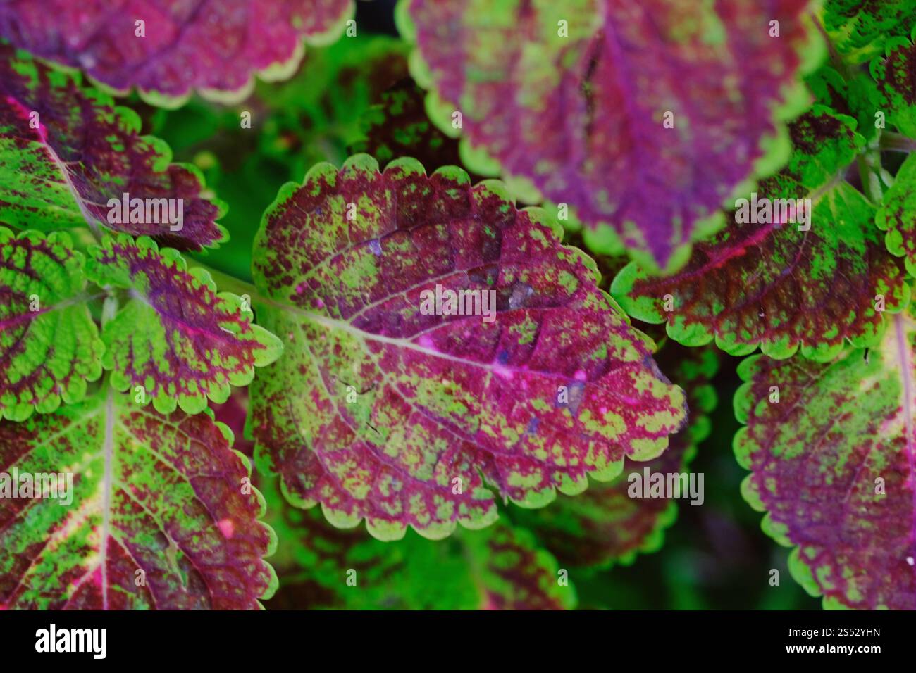Tropical leaf wallpaper hi-res stock photography and images - Alamy