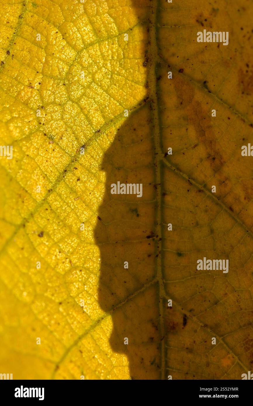Translucent leaves create a stunning display of light and shadow as ...