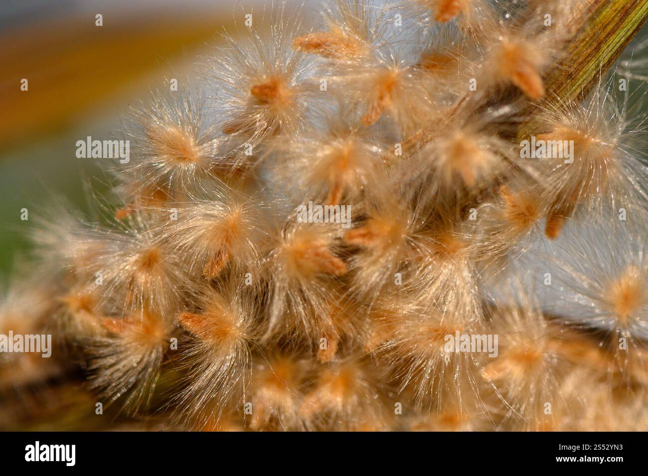 Fuzzy clusters of fine strands basking in warm sunlight reveal nature's ...