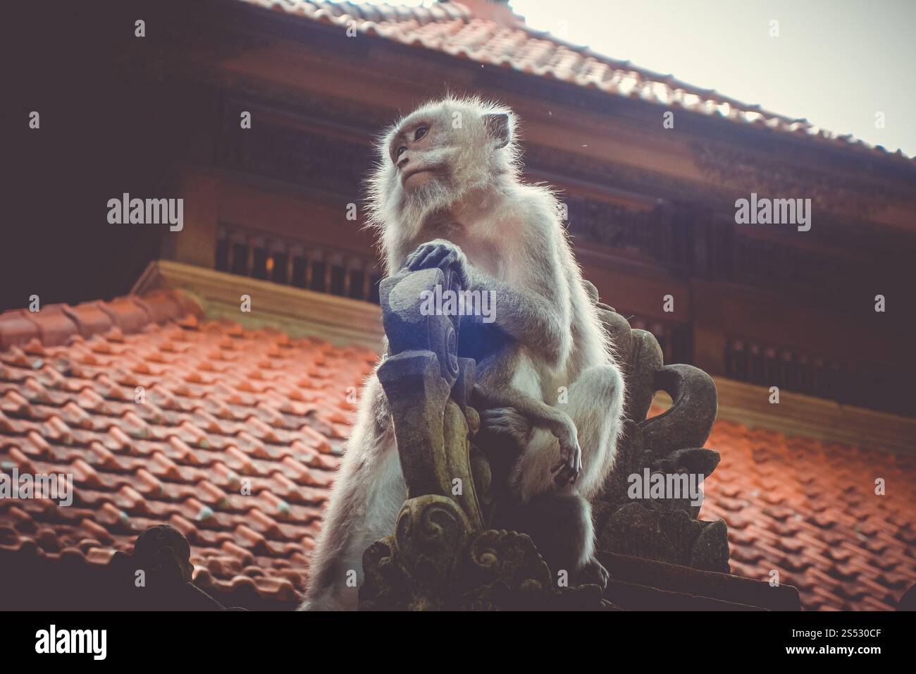 Monkeys on a temple roof in the sacred Monkey Forest, Ubud, Bali ...