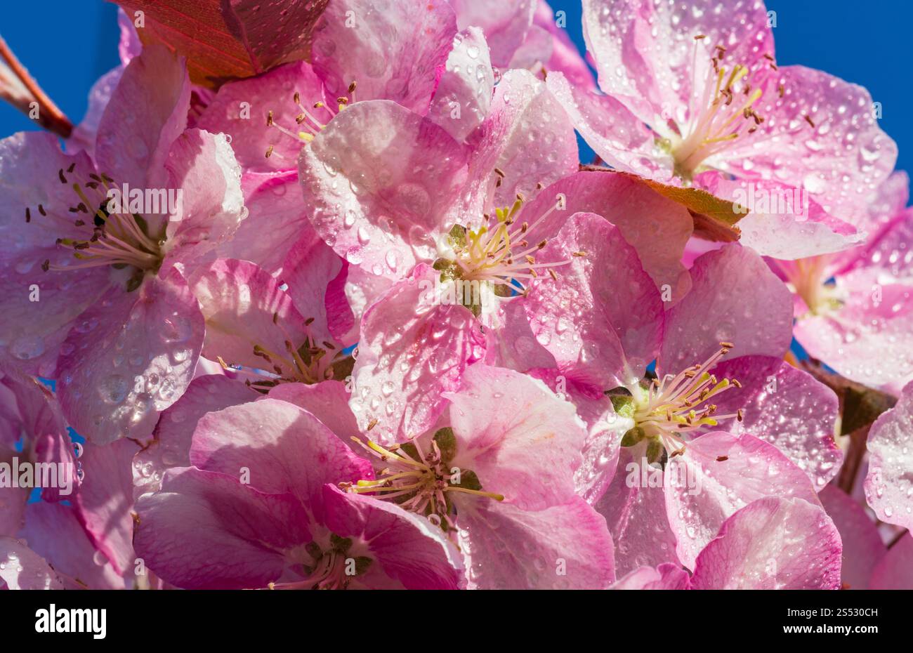 Japanese cherry, sakura, blossom flower twig on nature background ...