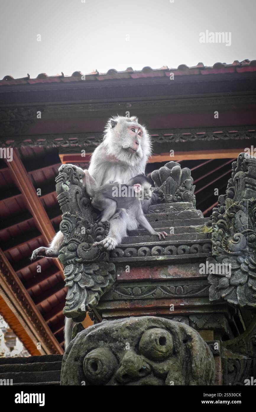 Monkeys on a temple roof in the sacred Monkey Forest, Ubud, Bali ...