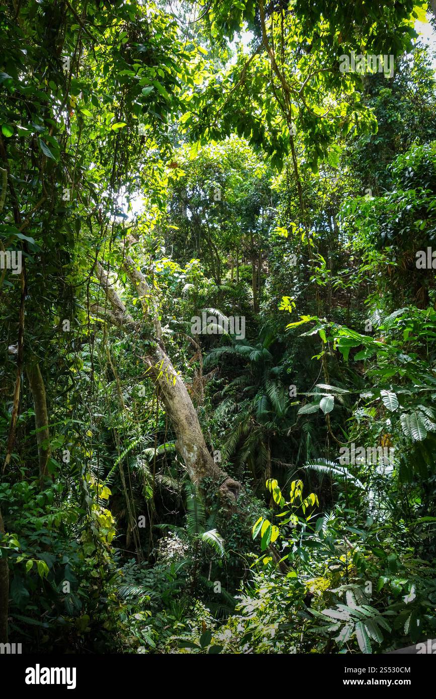 Jungle landscape in the sacred Monkey Forest, Ubud, Bali, Indonesia ...