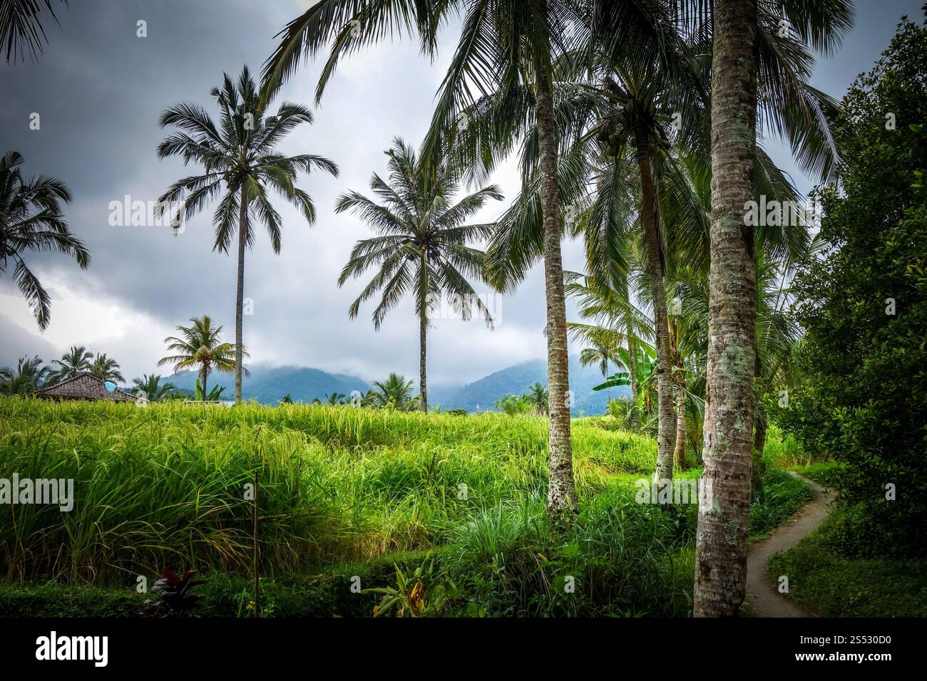 Paddy field rice terraces in Munduk, Bali, Indonesia. Paddy field rice ...
