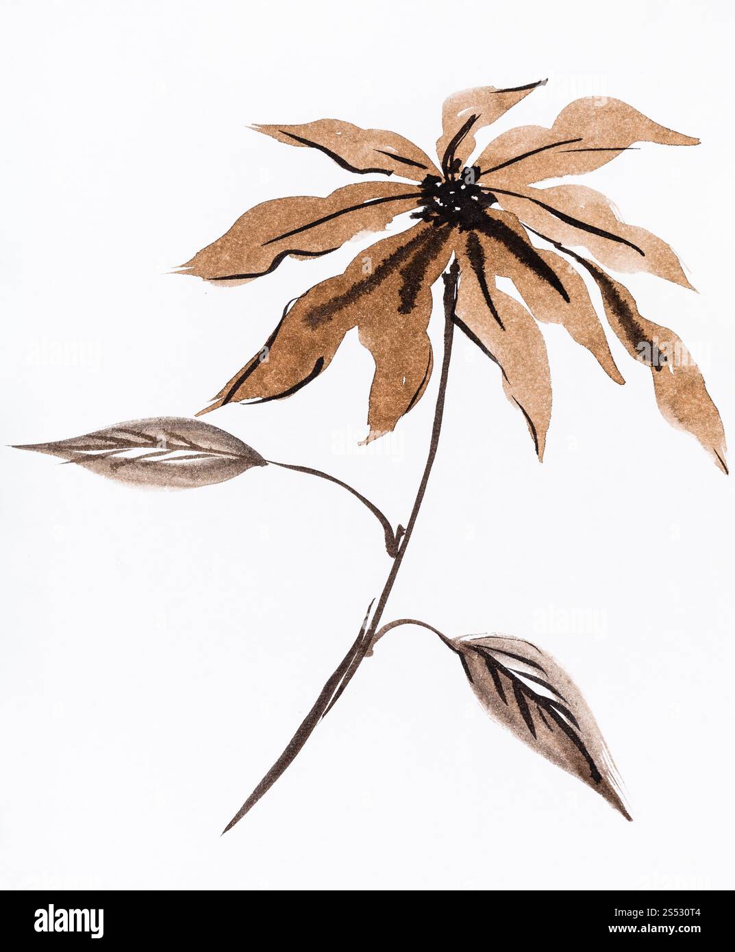 training drawing in sumi-e (suibokuga) style - poinsettia flower hand ...