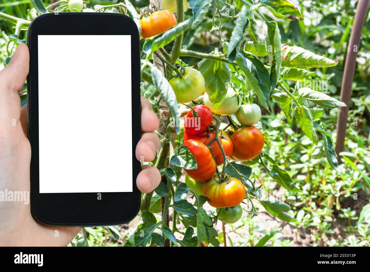 travel concept - tourist photographs of ripe and unripe tomatoes on ...