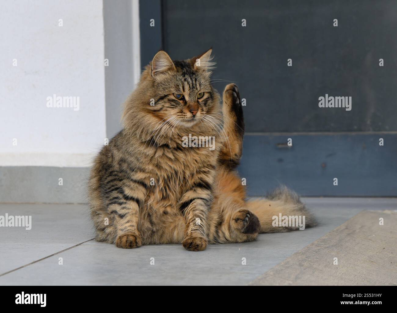 Striped feline relaxing with paws stretched out, basking in warmth ...