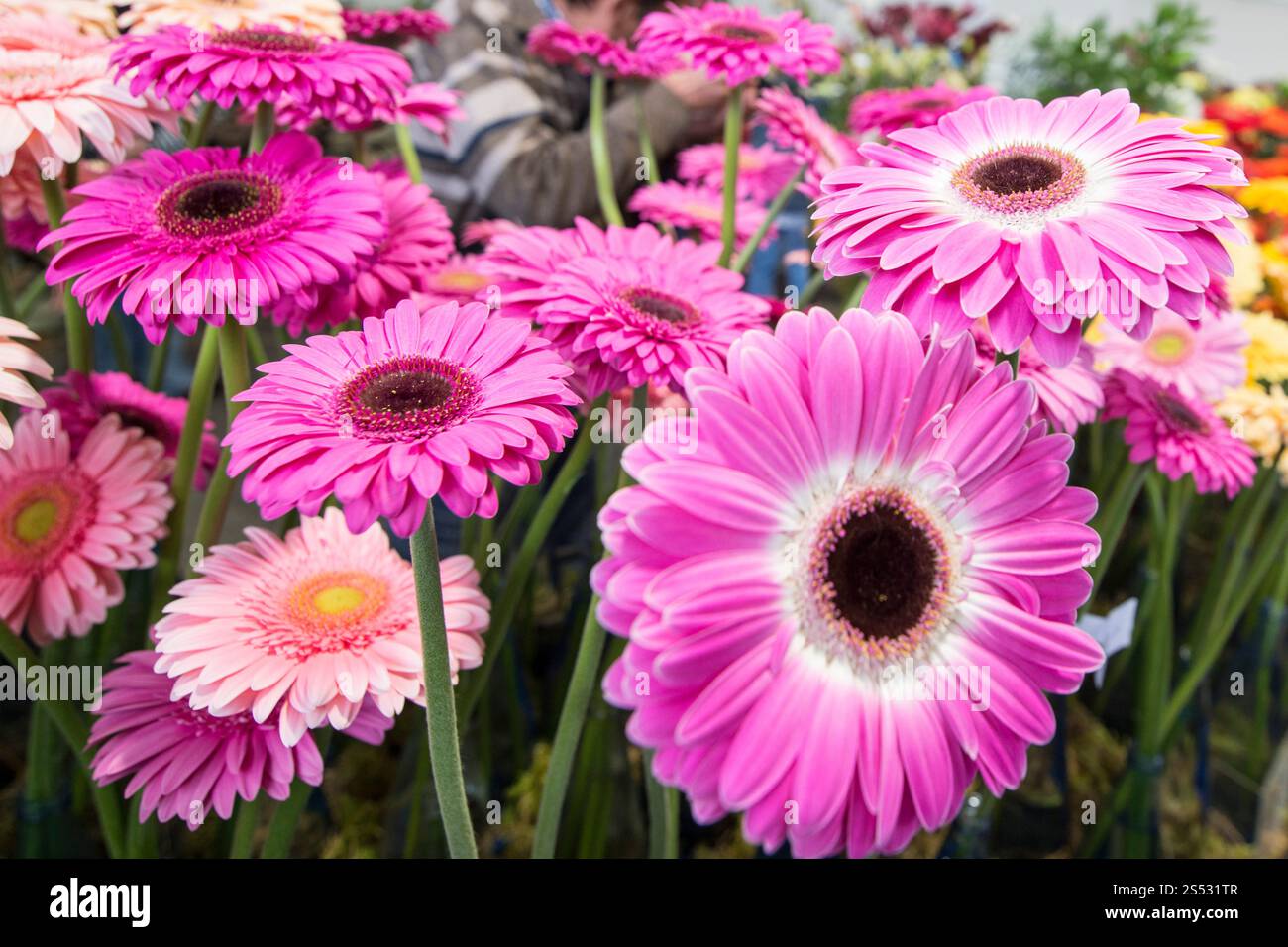 colorfull flowers at the Festa da Flor or Spring Flower Festival in the ...