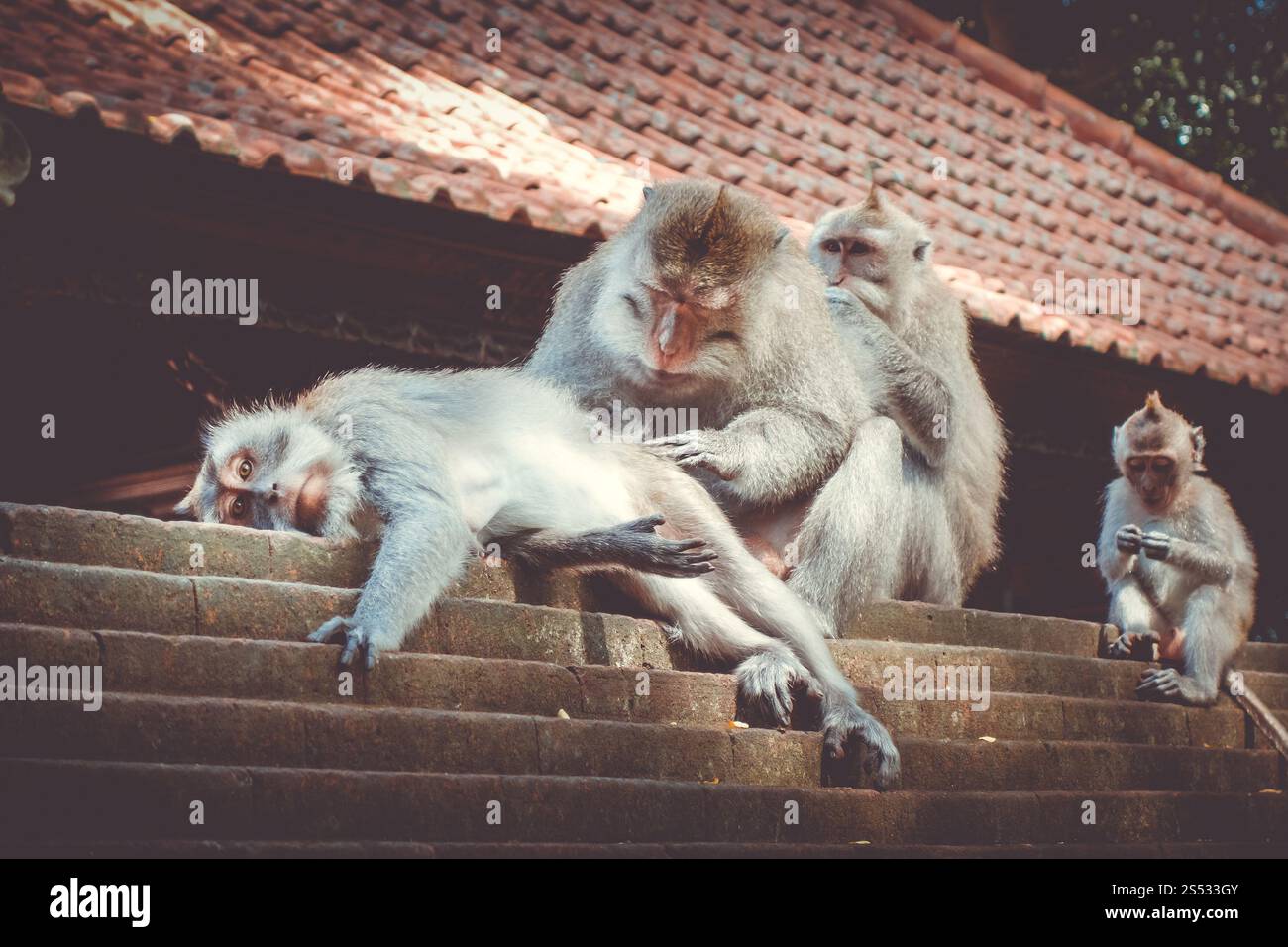 Monkeys on a temple roof in the sacred Monkey Forest, Ubud, Bali ...